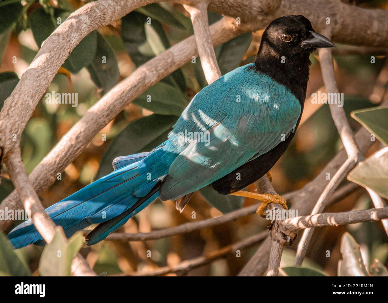 Yucatan jay cyanocorax yucatanicus hi-res stock photography and images ...