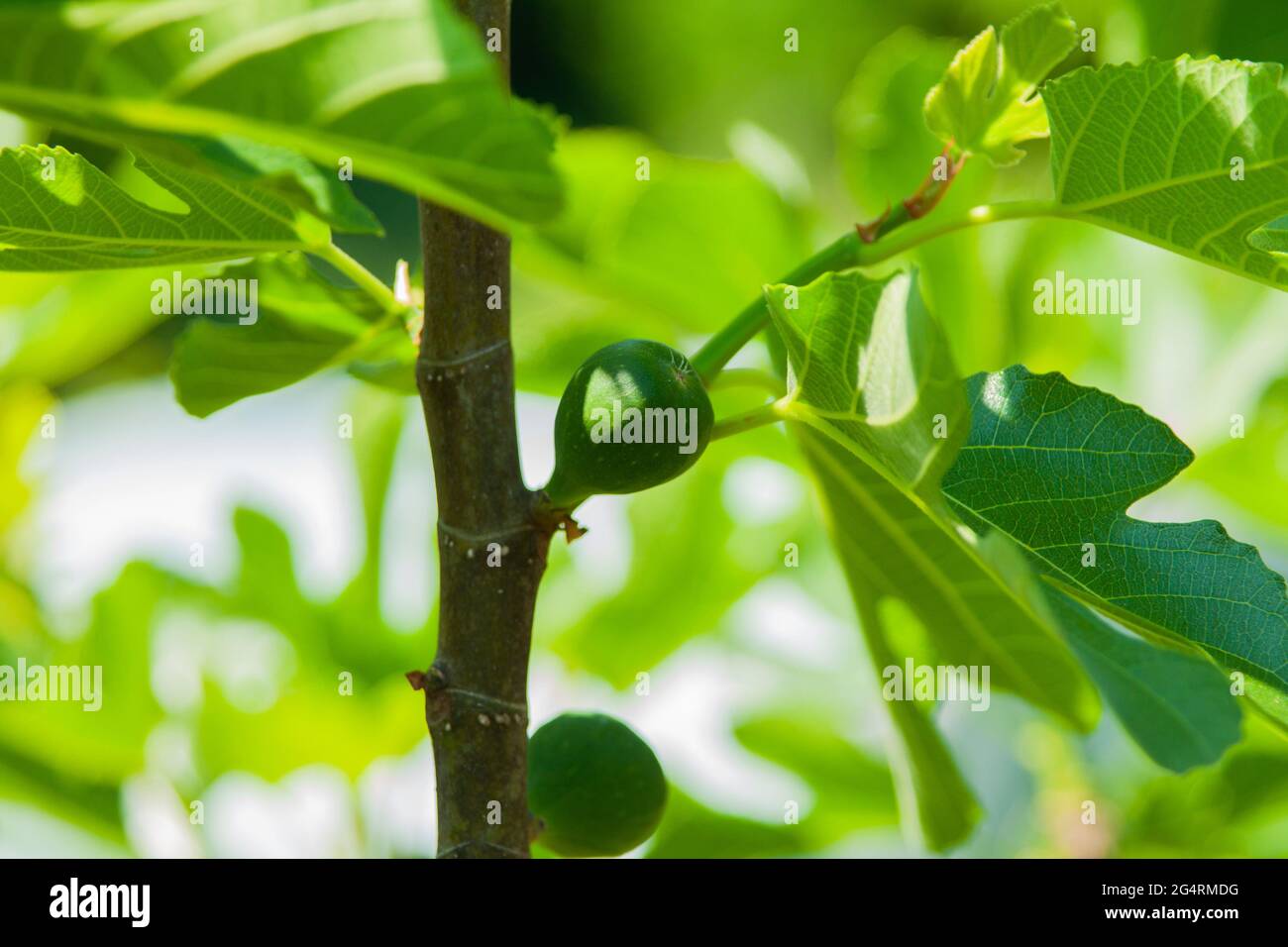 Fug hi-res stock photography and images - Alamy