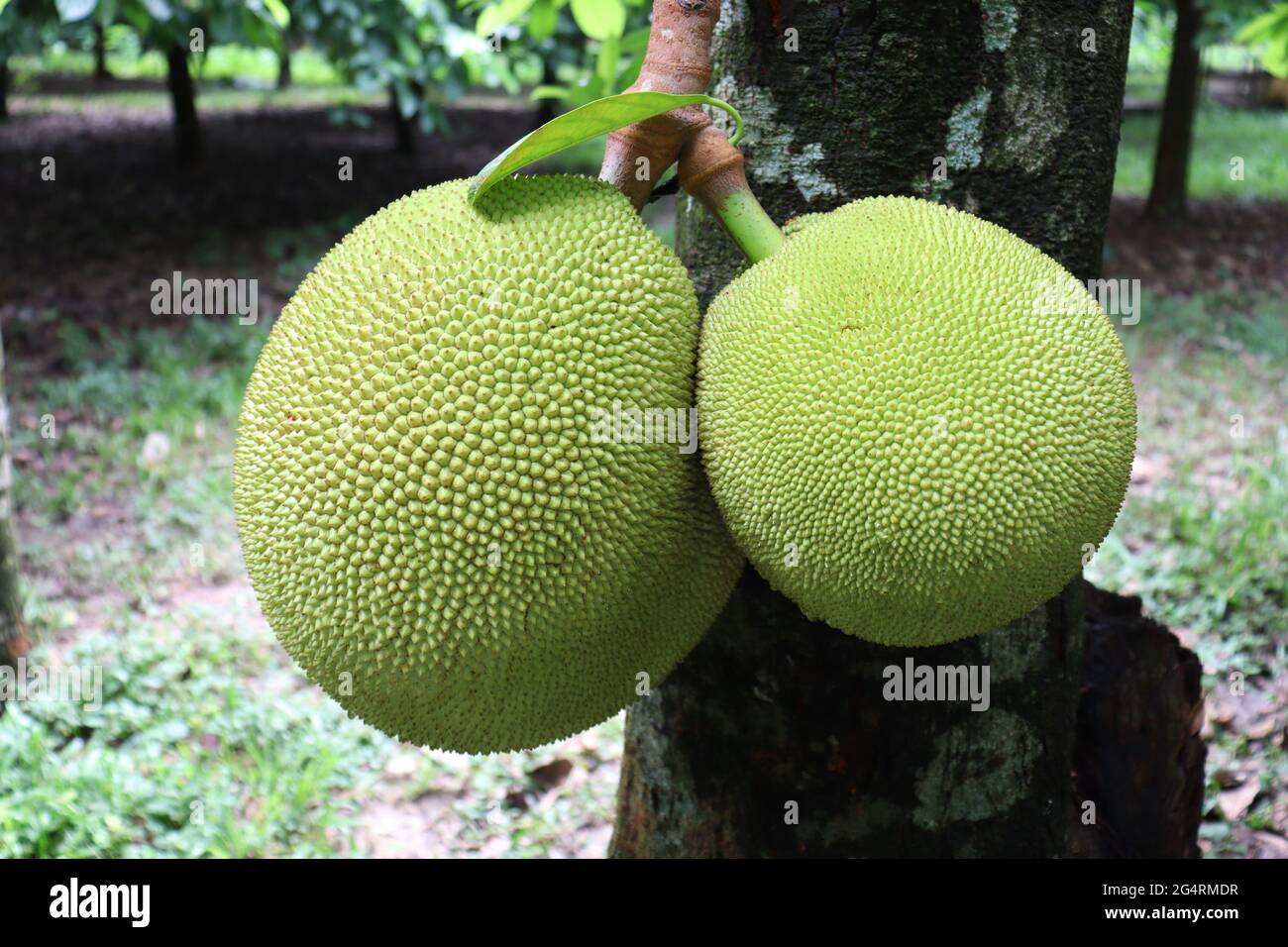 Growing fresh small jackfruit hi-res stock photography and images - Alamy