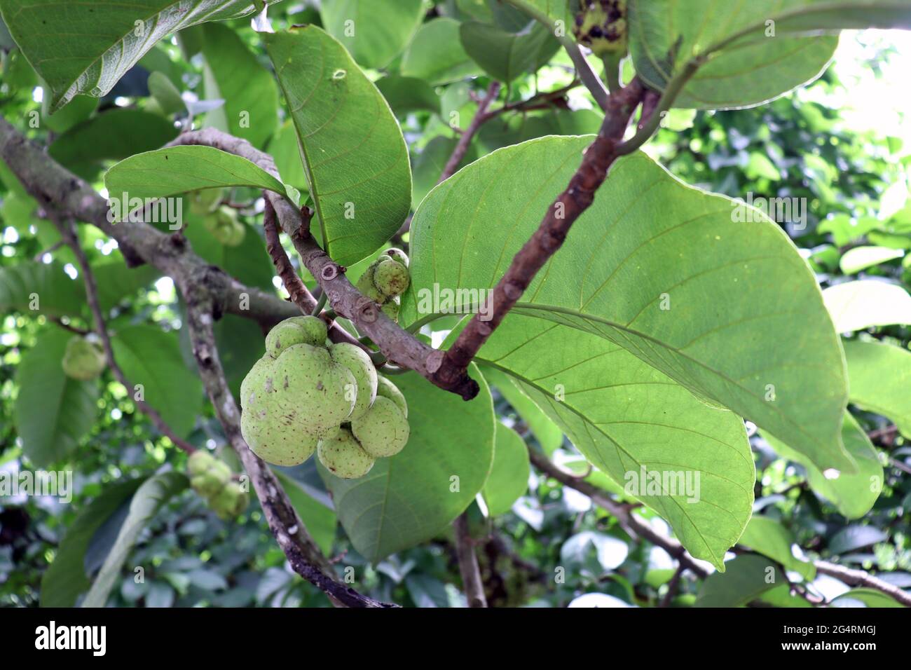 Artocarpus lacucha hi-res stock photography and images - Alamy