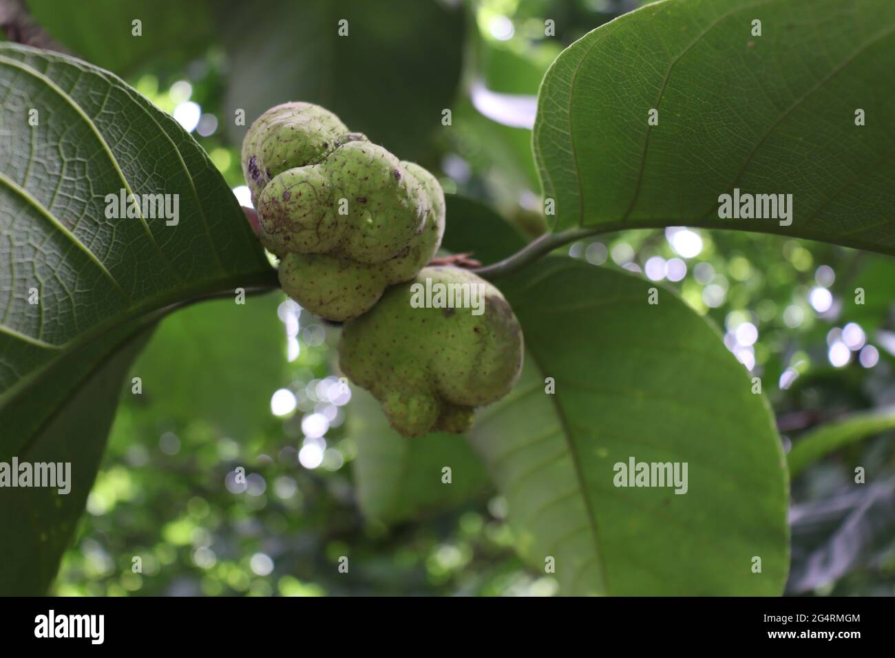 green Artocarpus lacucha stock on tree Stock Photo - Alamy