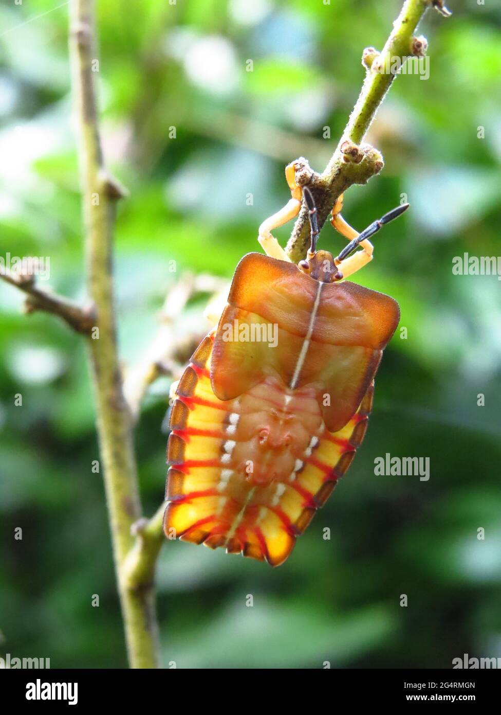 Vertical macro shot of a sting bug climbing a twig in a bright green ...