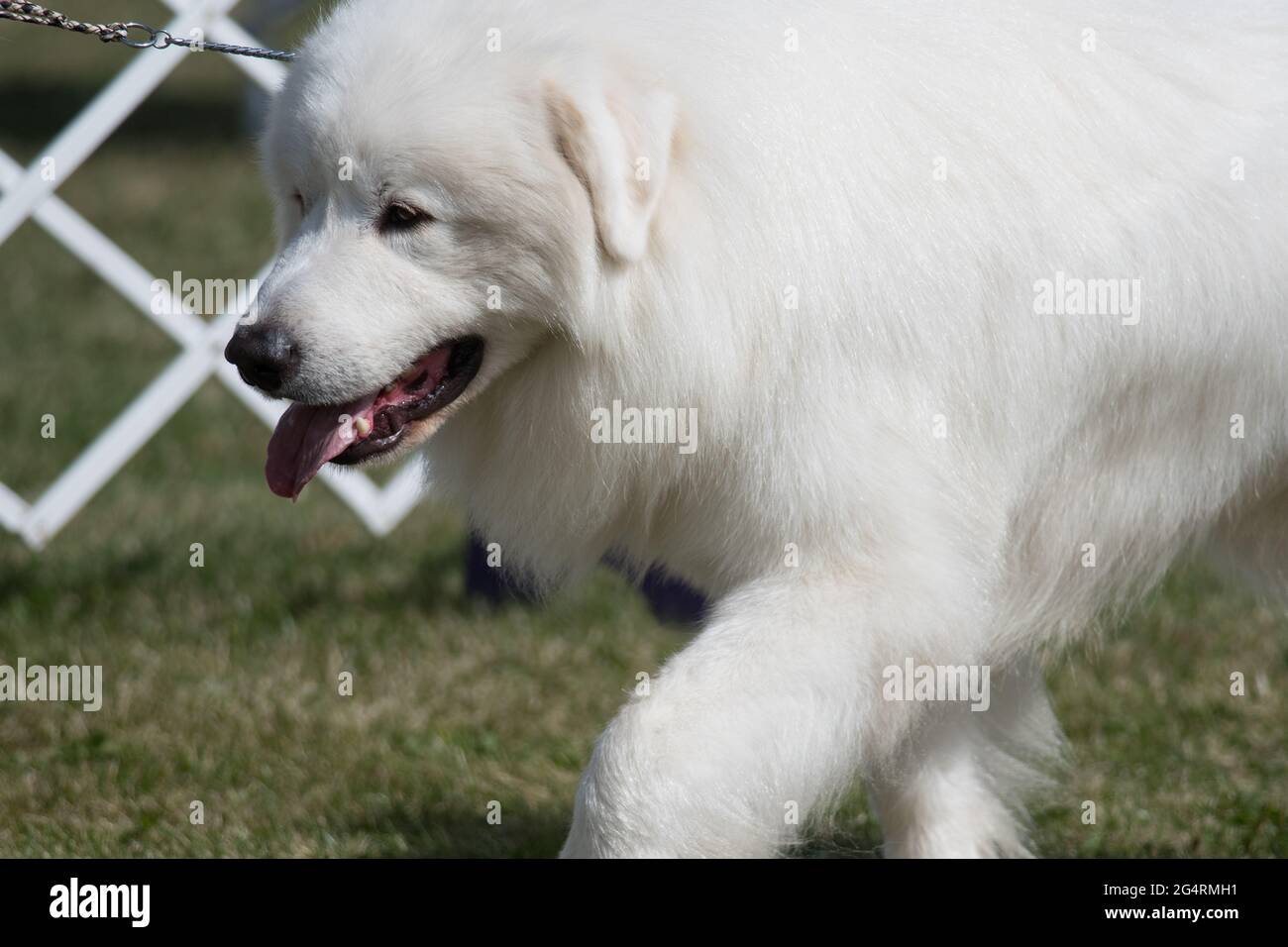 Great pyrenees show dog hi-res stock photography and images - Alamy