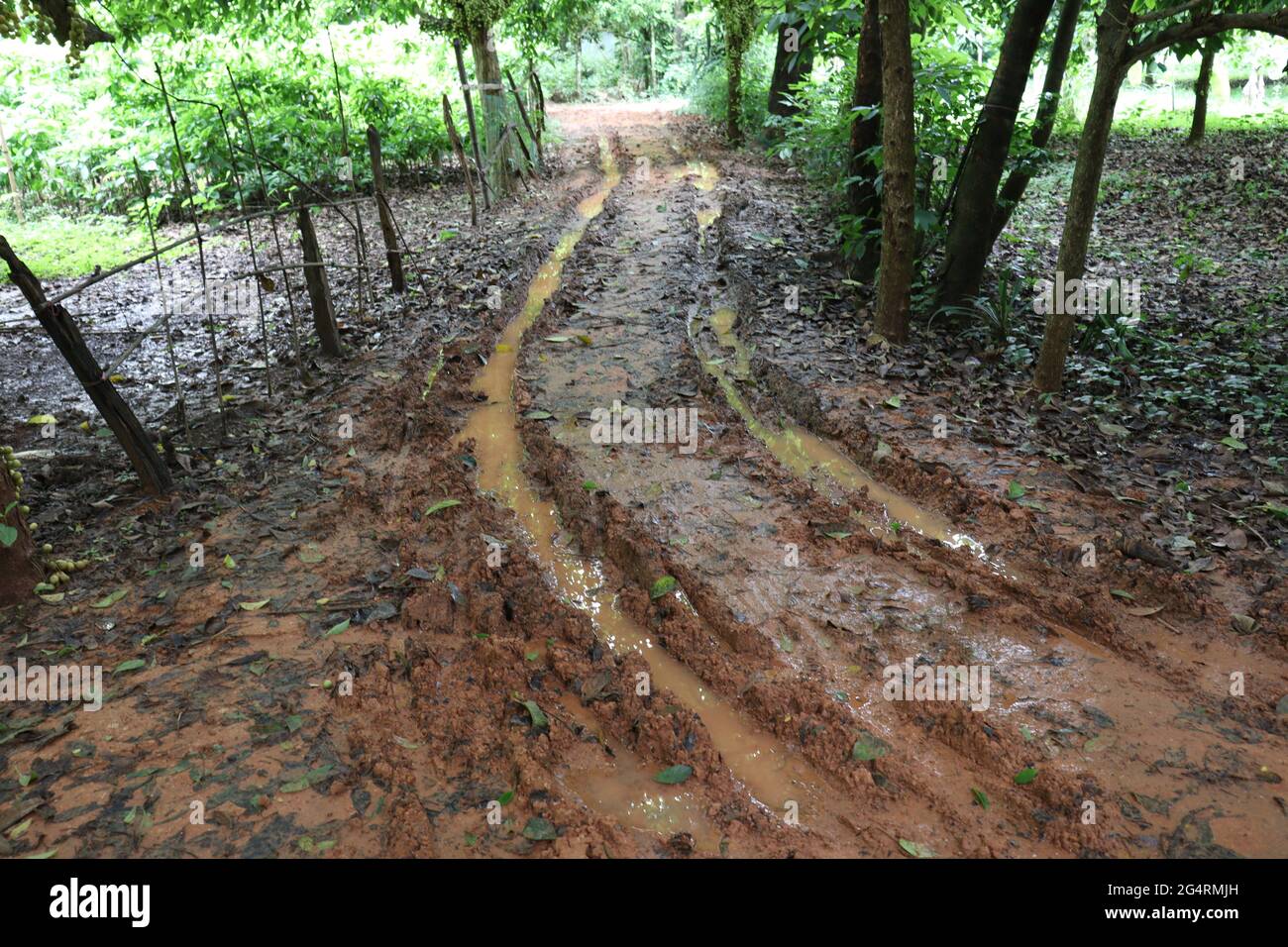 clay made road in the forest on village Stock Photo - Alamy