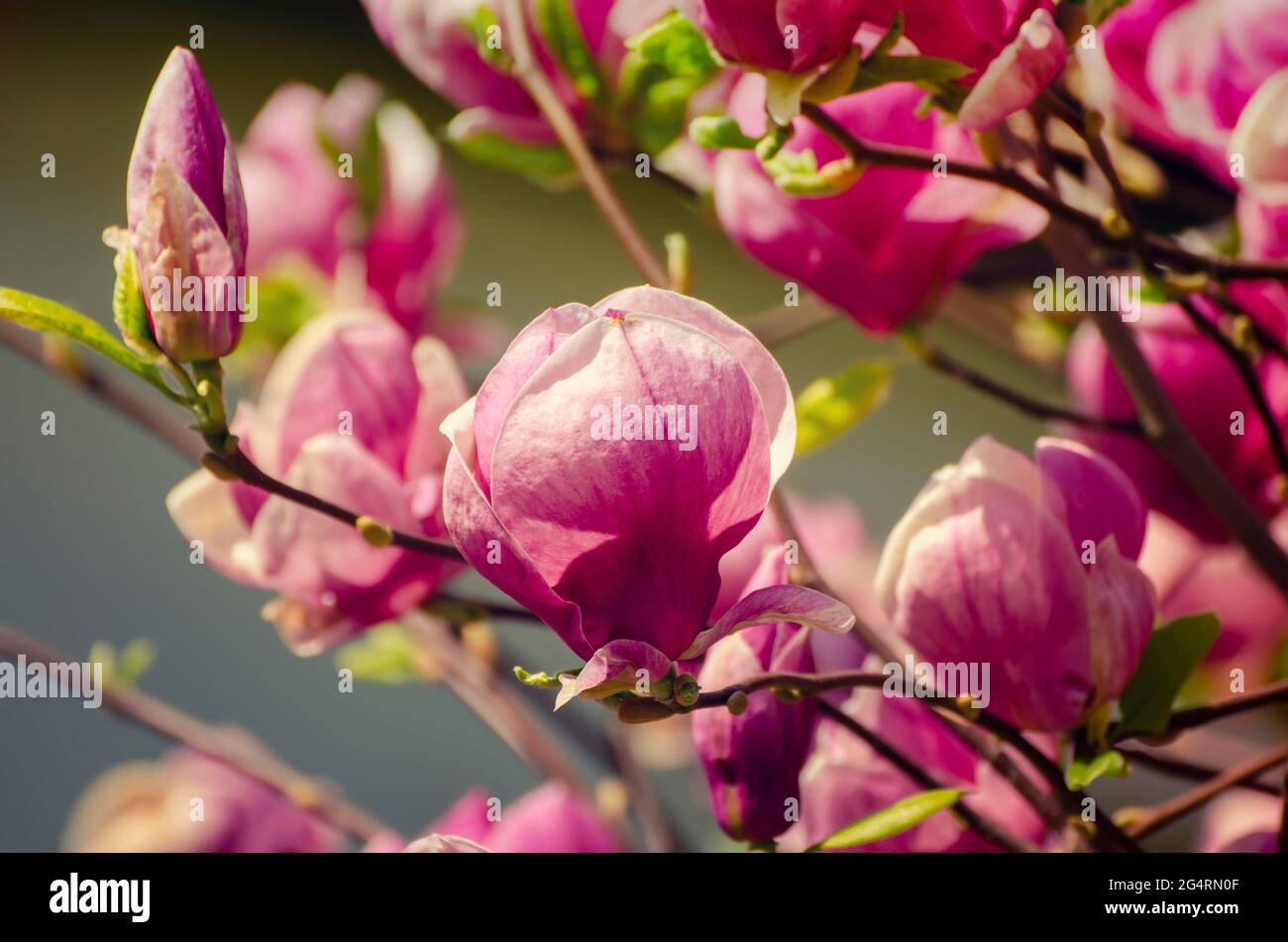 Magnolia spring flowers Stock Photo - Alamy
