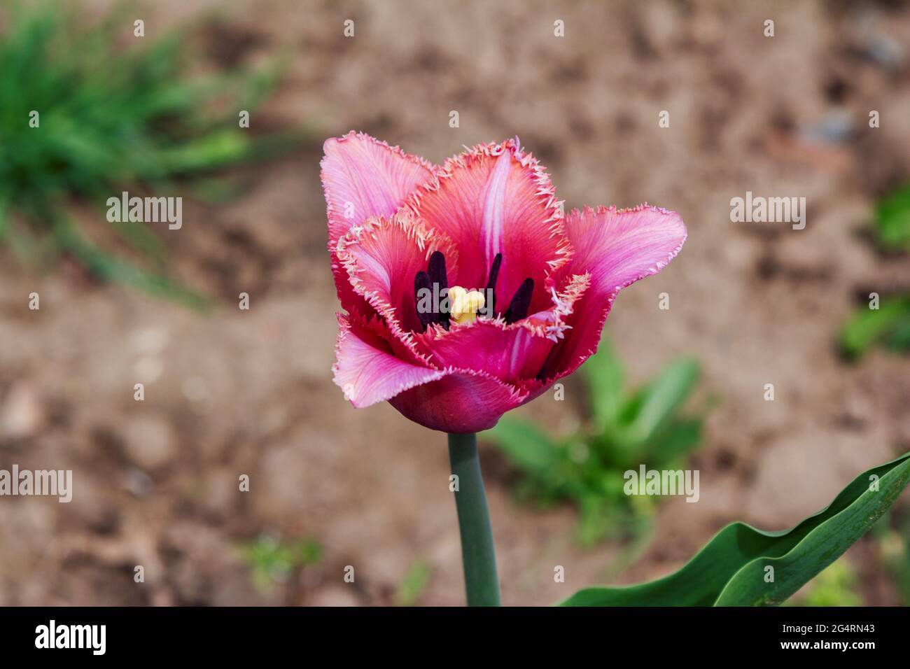 Terry flower hi-res stock photography and images - Alamy