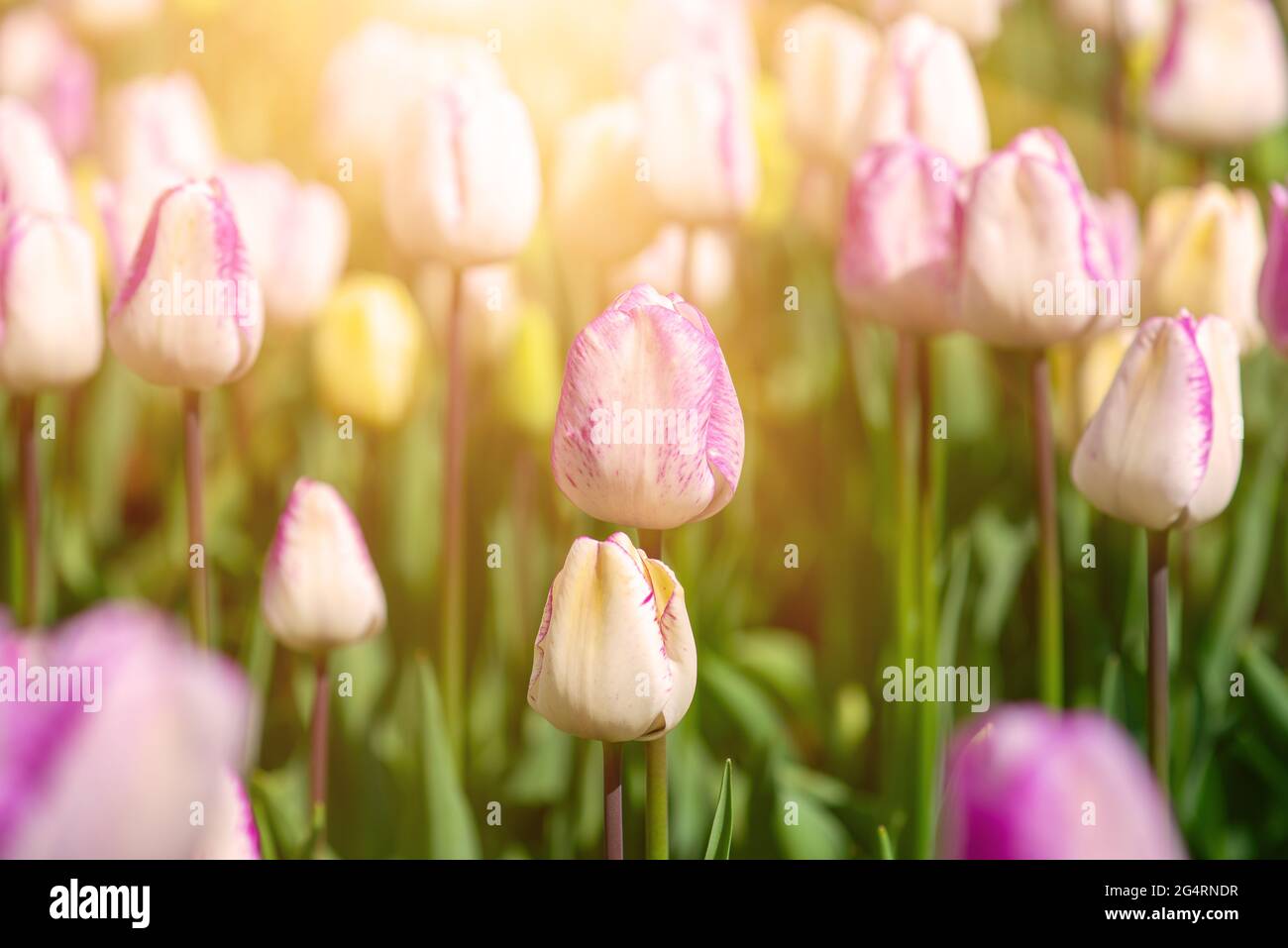 Multicolored tulip flowers Stock Photo - Alamy