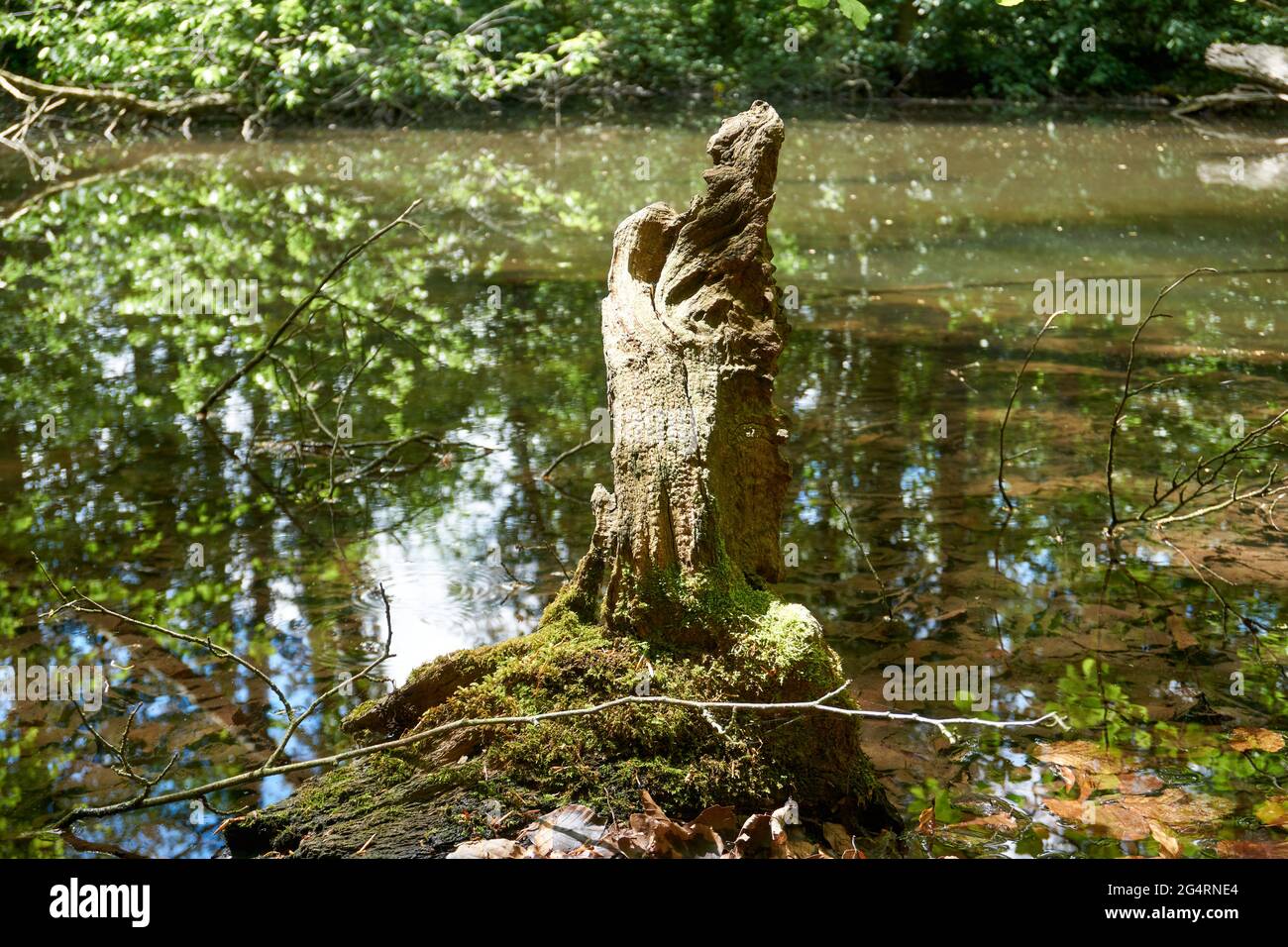 Old cut wood trunk on a water surface in the river Stock Photo - Alamy