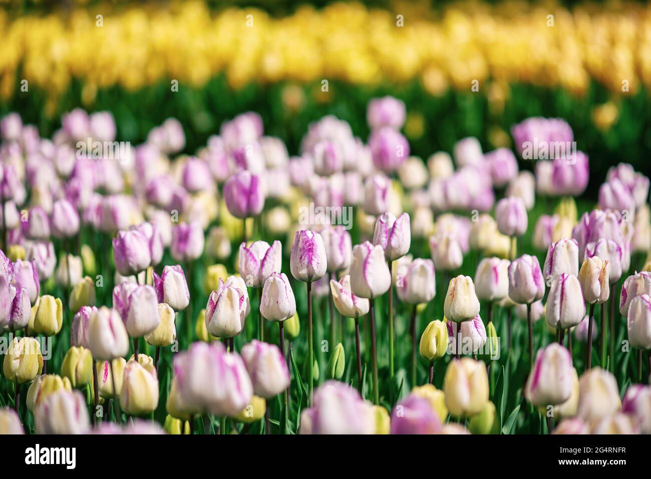 Multicolored tulip flowers Stock Photo - Alamy