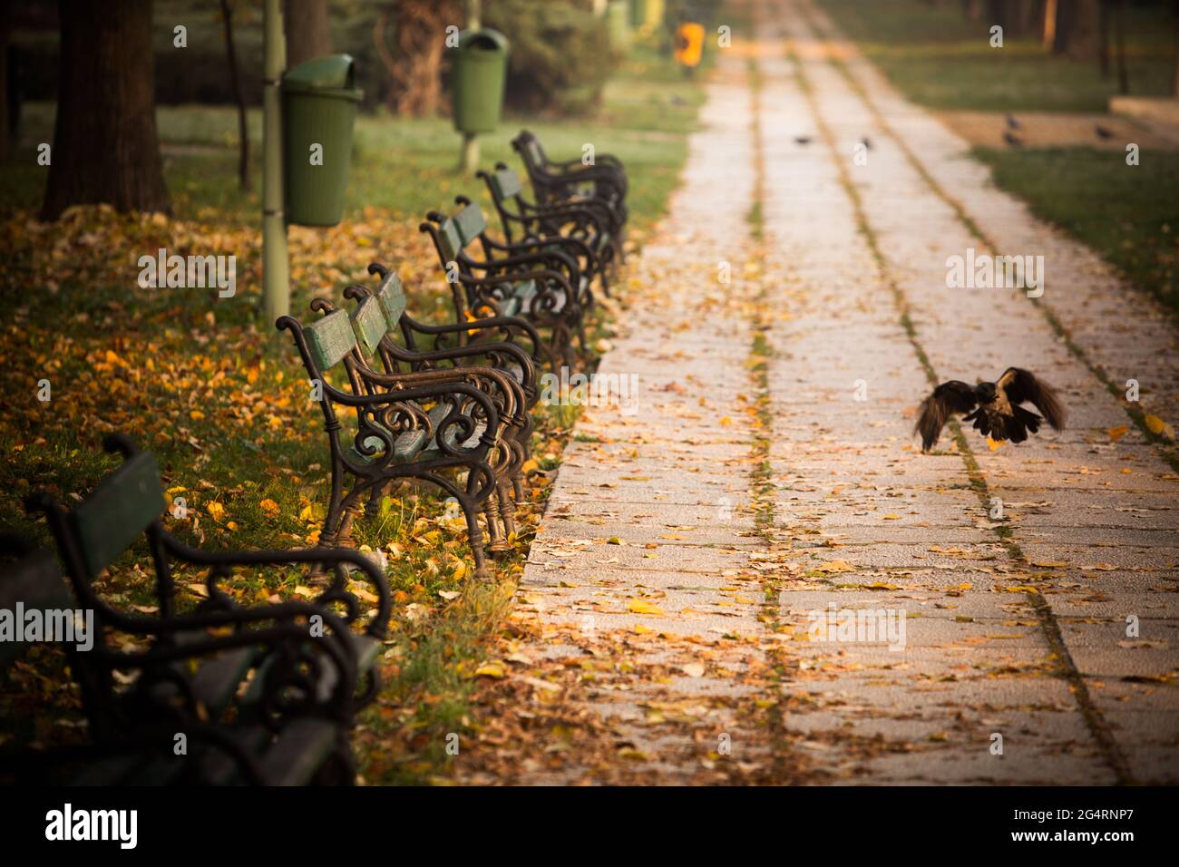 Crow in fall scene hi-res stock photography and images - Alamy