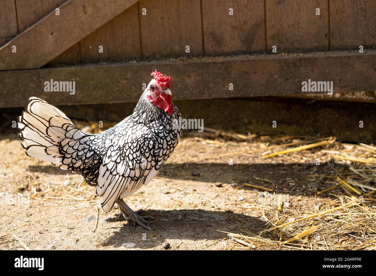 Male Sebright English Bantum Low Level Macro Close up View showing ...