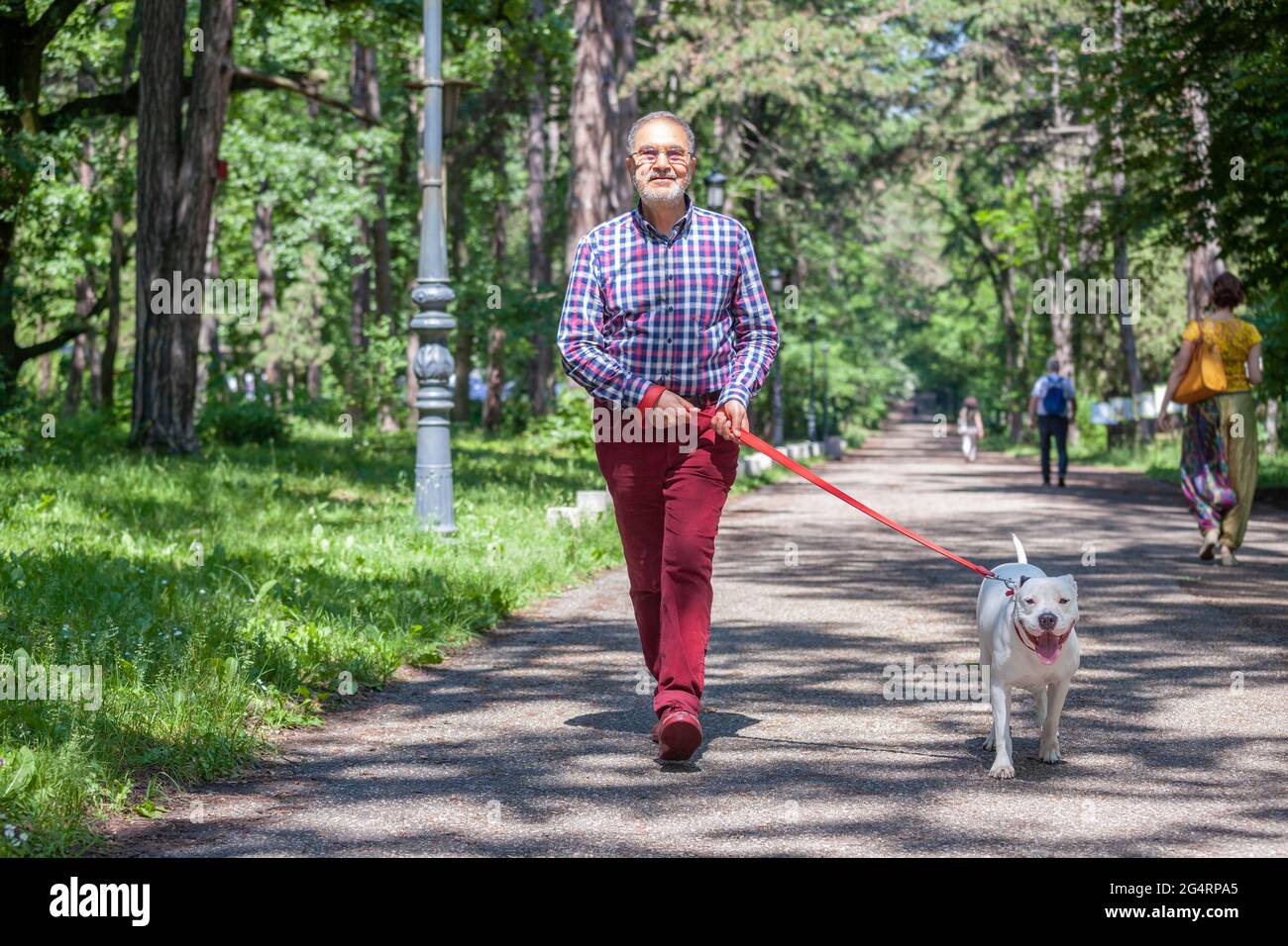 Elderly jewish man in his seventies is walking a white pitbull terrier ...