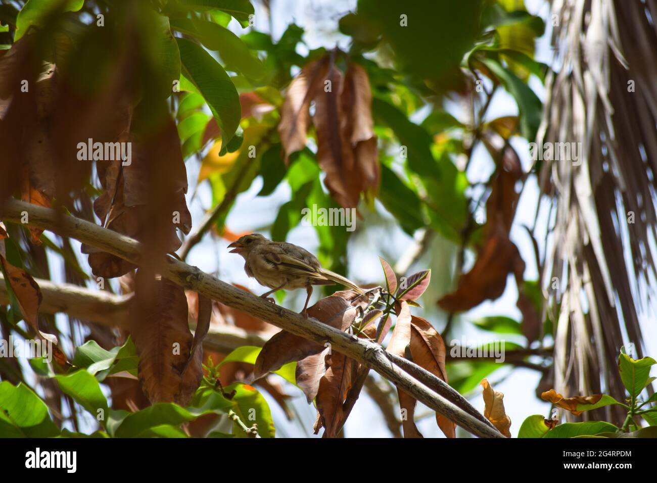 sparrow bird on a tree, wildlife outdoor animal, nature plants fauna ...