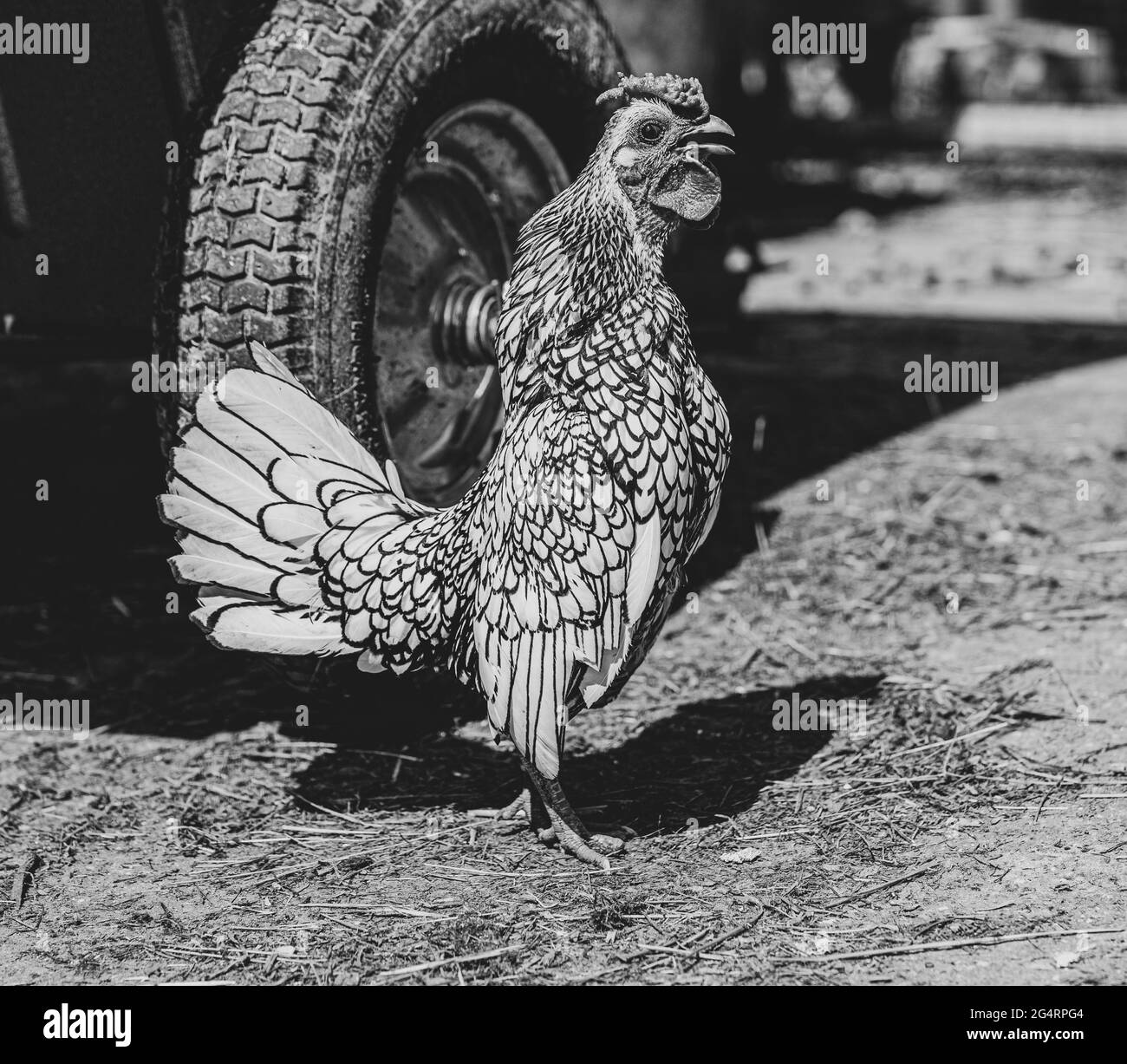 Male Sebright English Bantum Low Level Macro Close up View showing ...