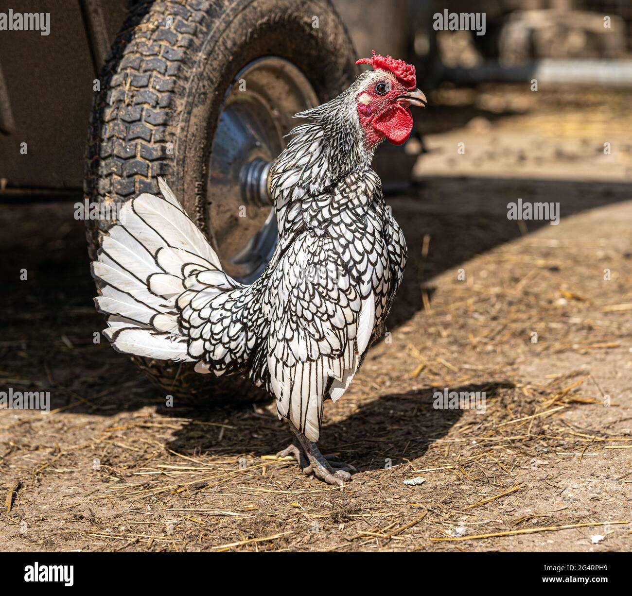 Male Sebright English Bantum Low Level Macro Close up View showing ...