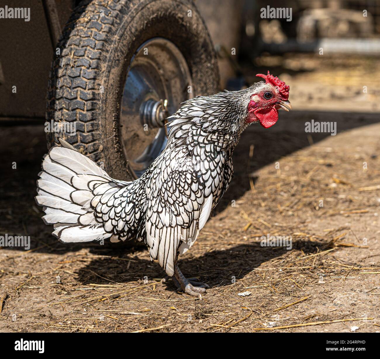 Male Sebright English Bantum Low Level Macro Close up View showing ...