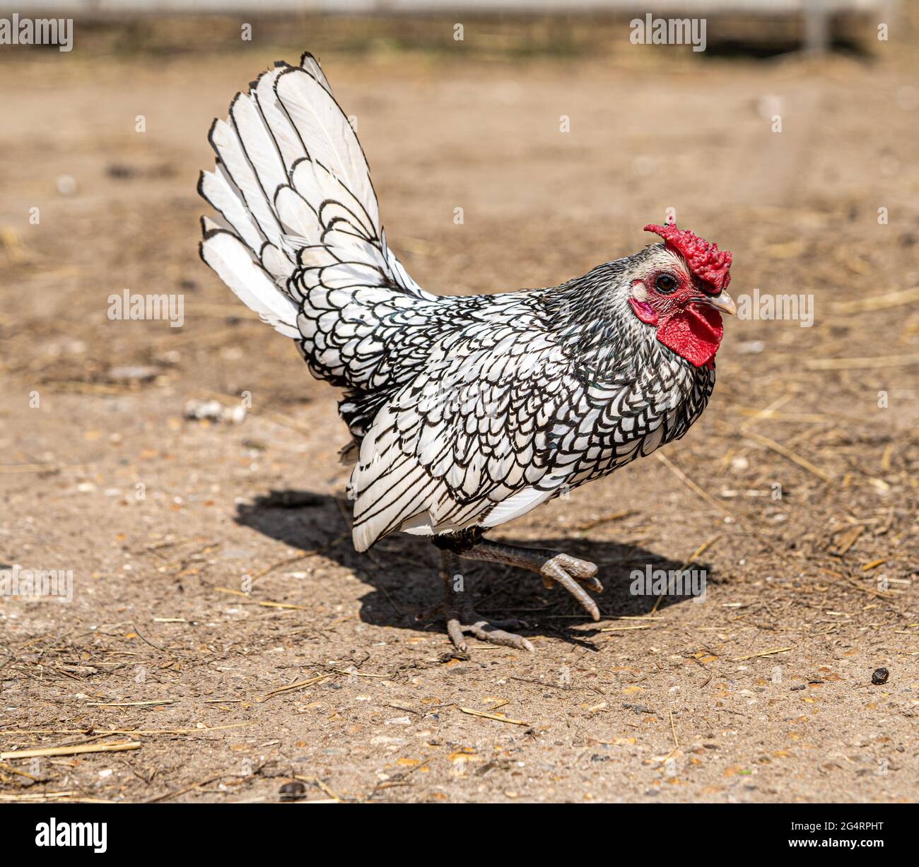 Male Sebright English Bantum Low Level Macro Close up View showing ...