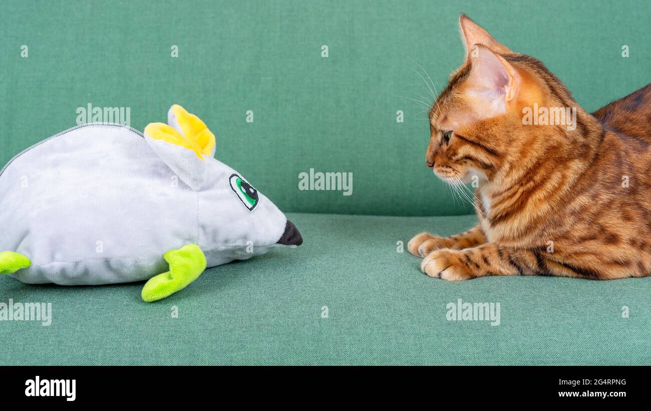 Striped mouse cat toy hi-res stock photography and images - Alamy