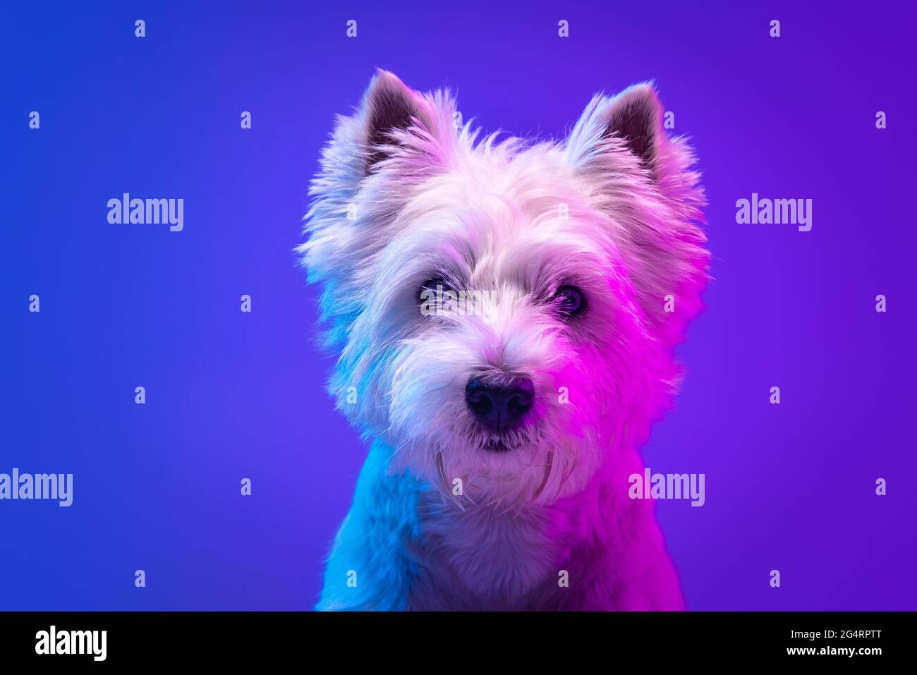 Portrait of cute white beautiful West Highland Terrier posing isolated ...