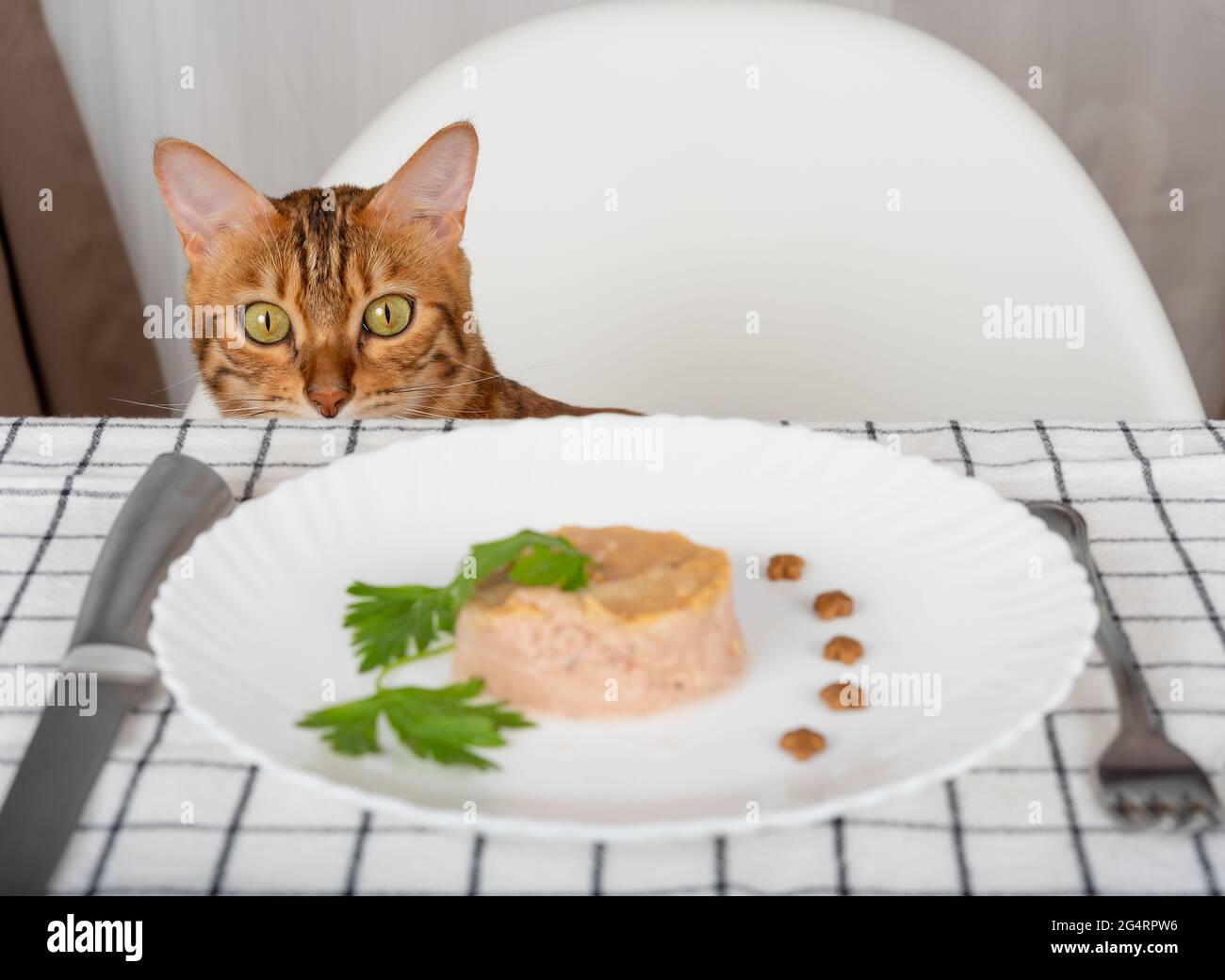 Domestic cat looks out from the table and looks at food Stock Photo - Alamy