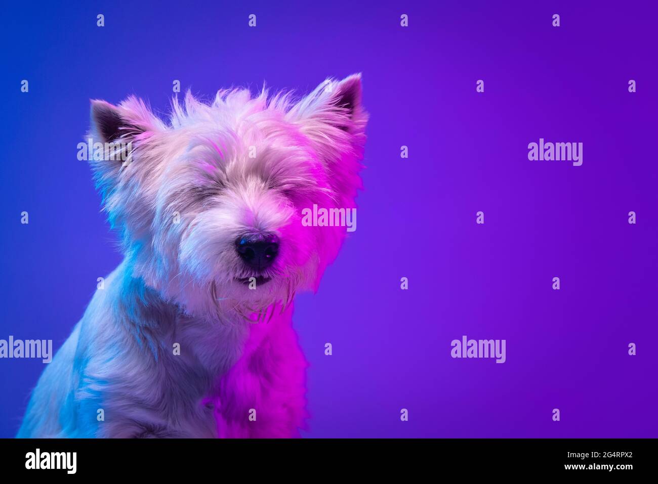 Portrait of cute white beautiful West Highland Terrier posing isolated ...