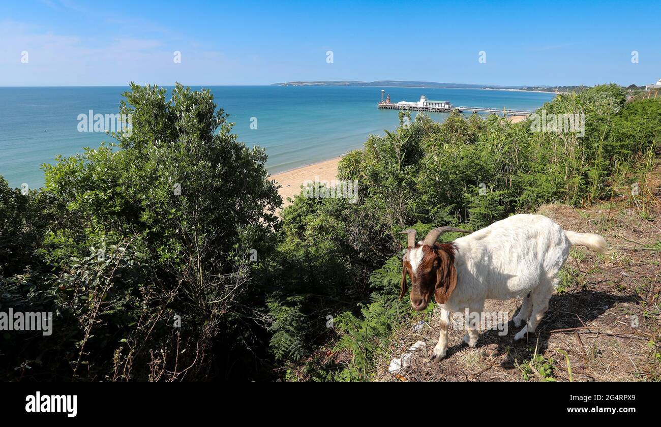 Bournemouth goats hi-res stock photography and images - Alamy