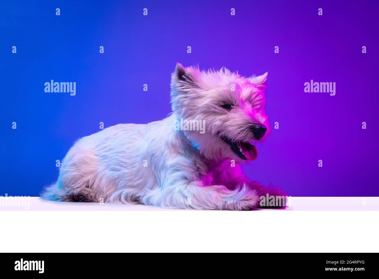 Portrait of cute white beautiful West Highland Terrier posing isolated ...