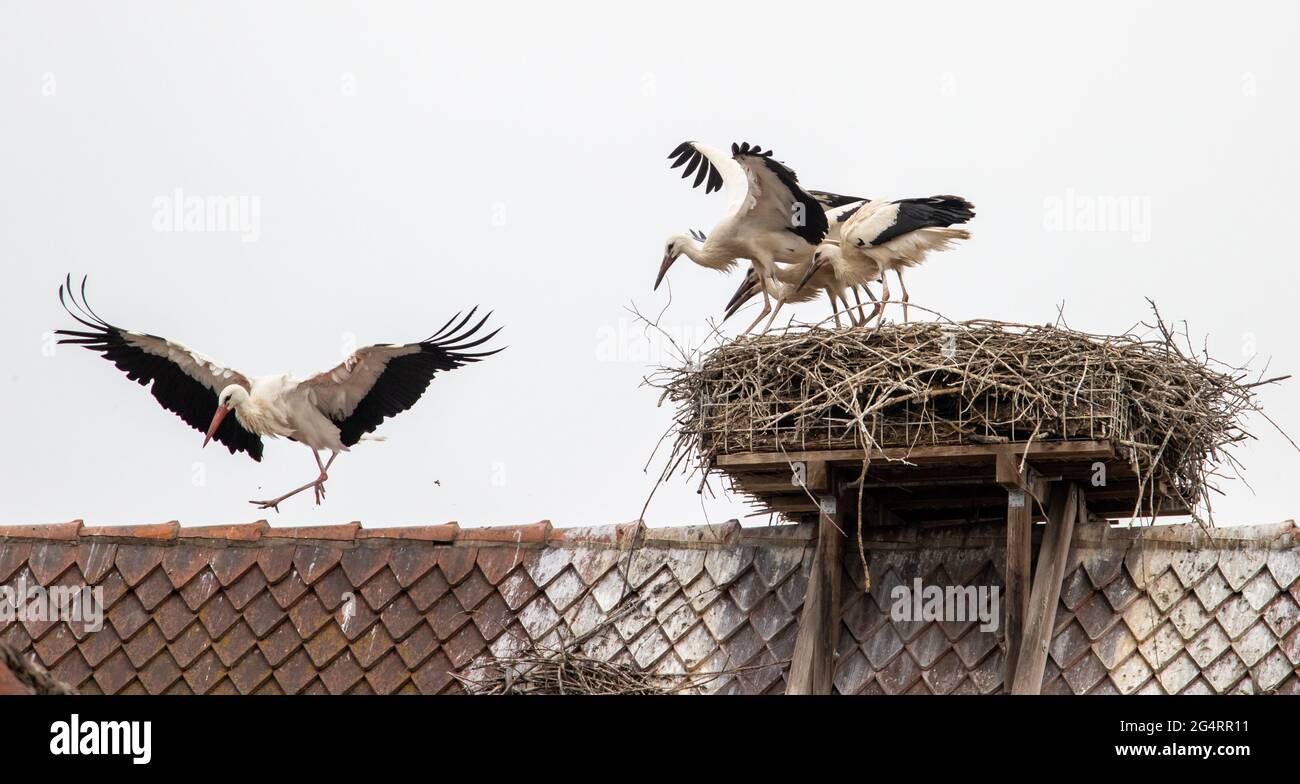 Herzogenaurach, Germany. 23rd June, 2021. A stork (l), which tried to ...