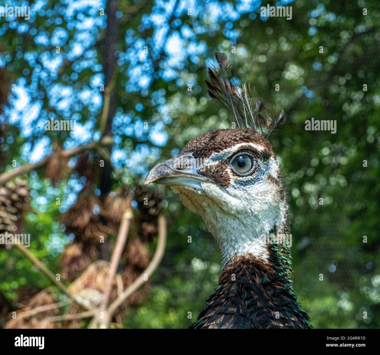 close up macro view of peacock peahen head and and neck showing eyes ...