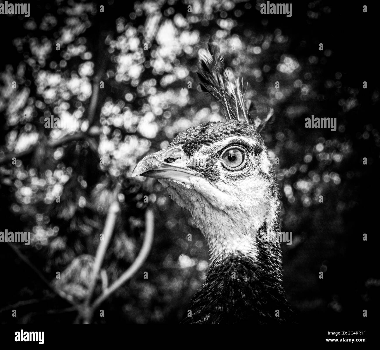 close up macro view of peacock peahen head and and neck showing eyes ...