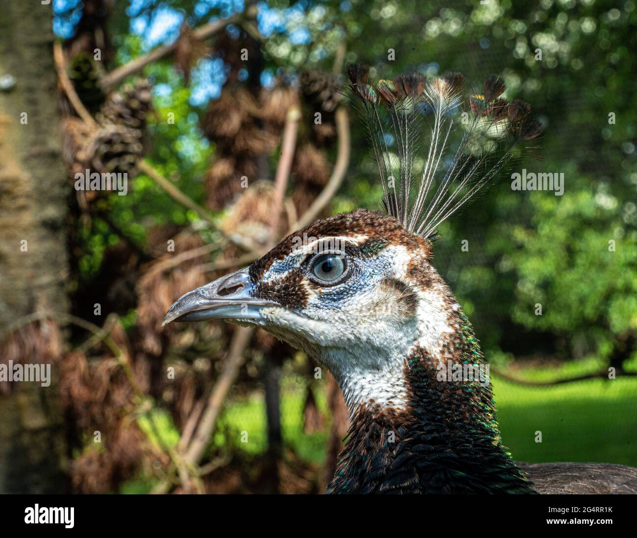 close up macro view of peacock peahen head and and neck showing eyes ...