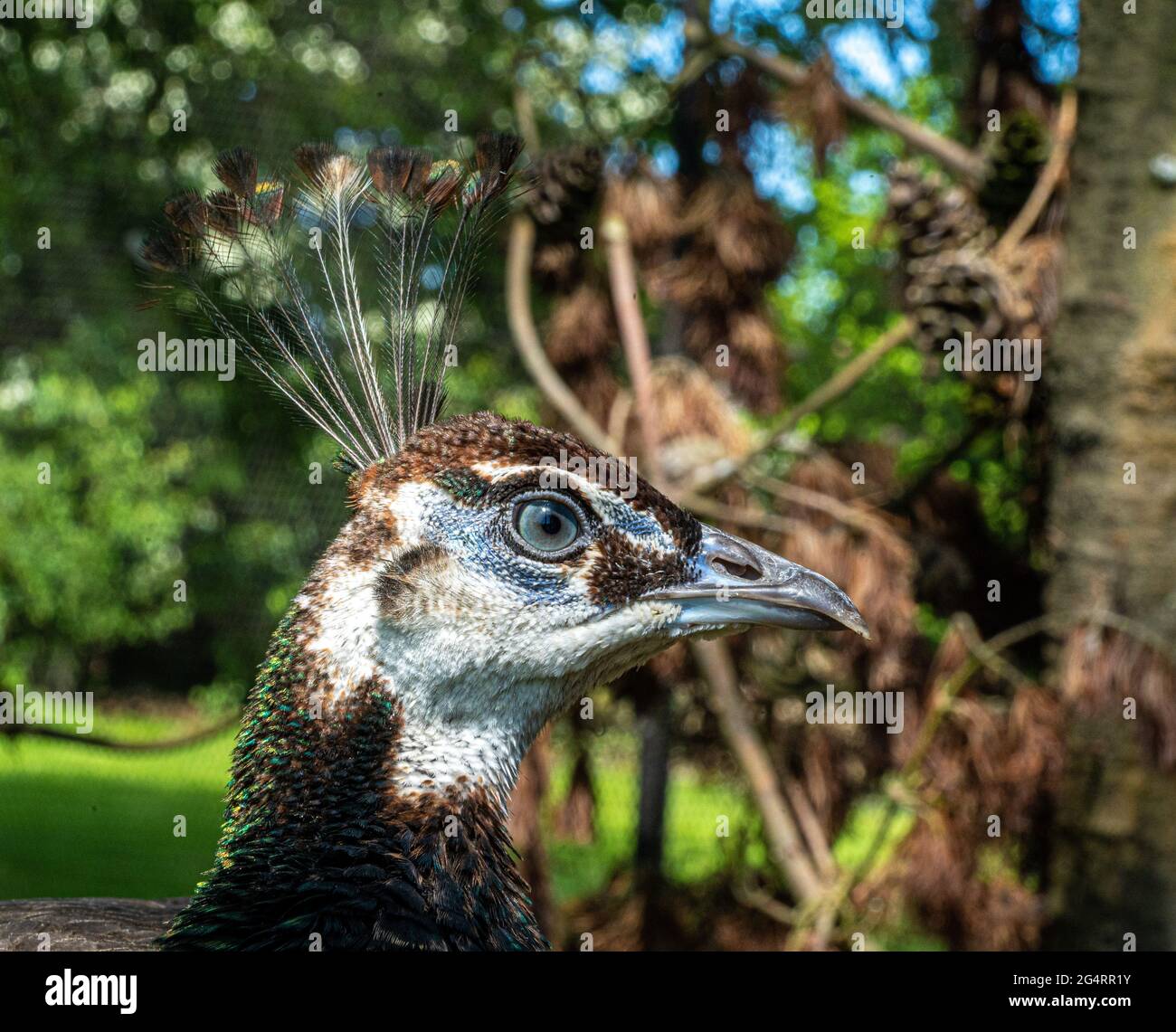 close up macro view of peacock peahen head and and neck showing eyes ...