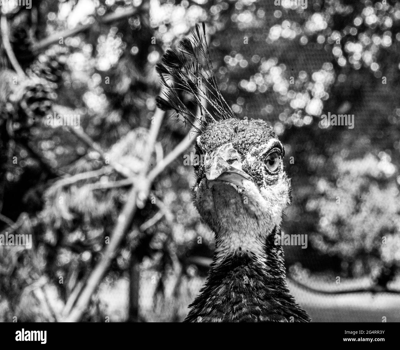 close up macro view of peacock peahen head and and neck showing eyes ...