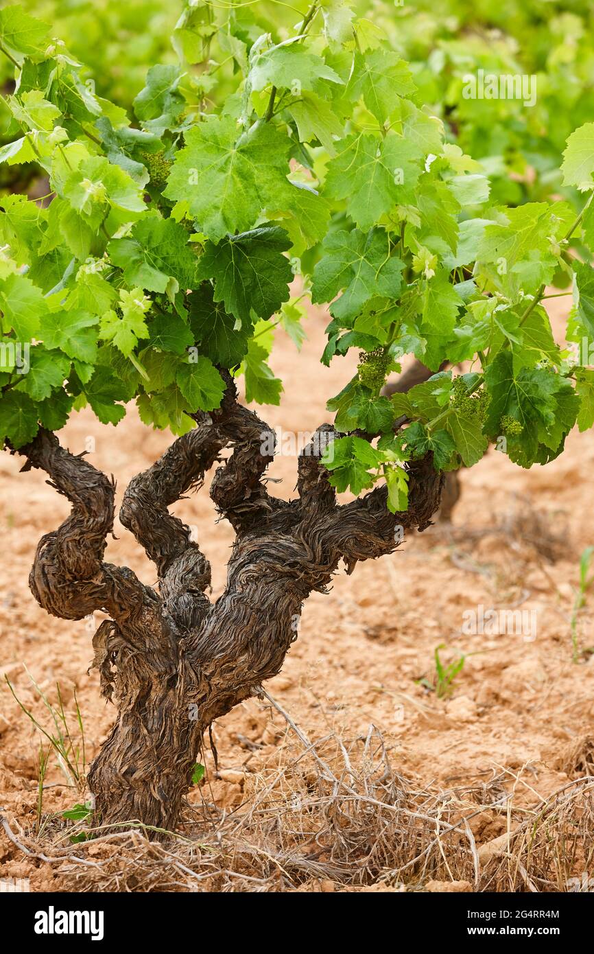 In requena hi-res stock photography and images - Alamy