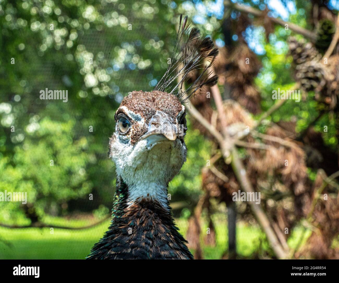 close up macro view of peacock peahen head and and neck showing eyes ...