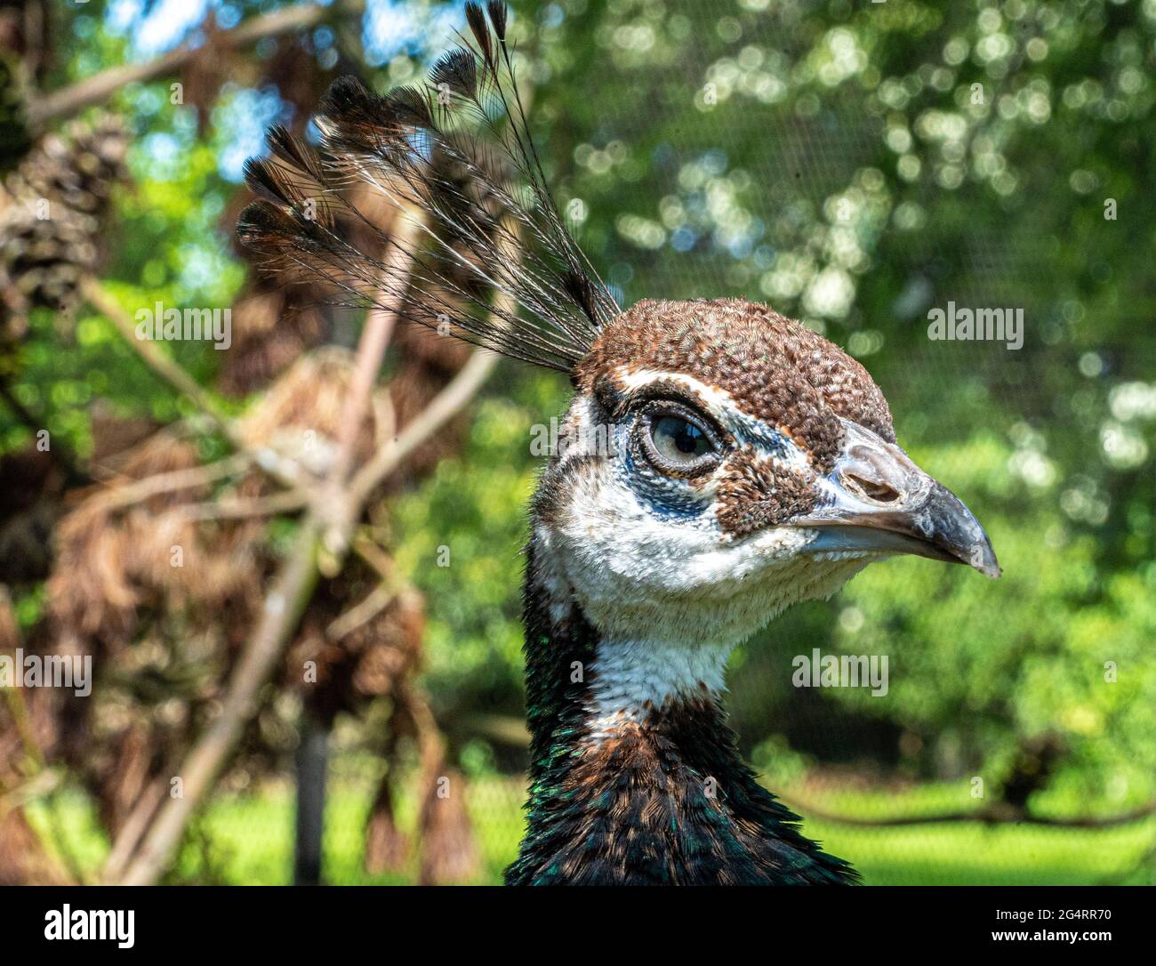 close up macro view of peacock peahen head and and neck showing eyes ...