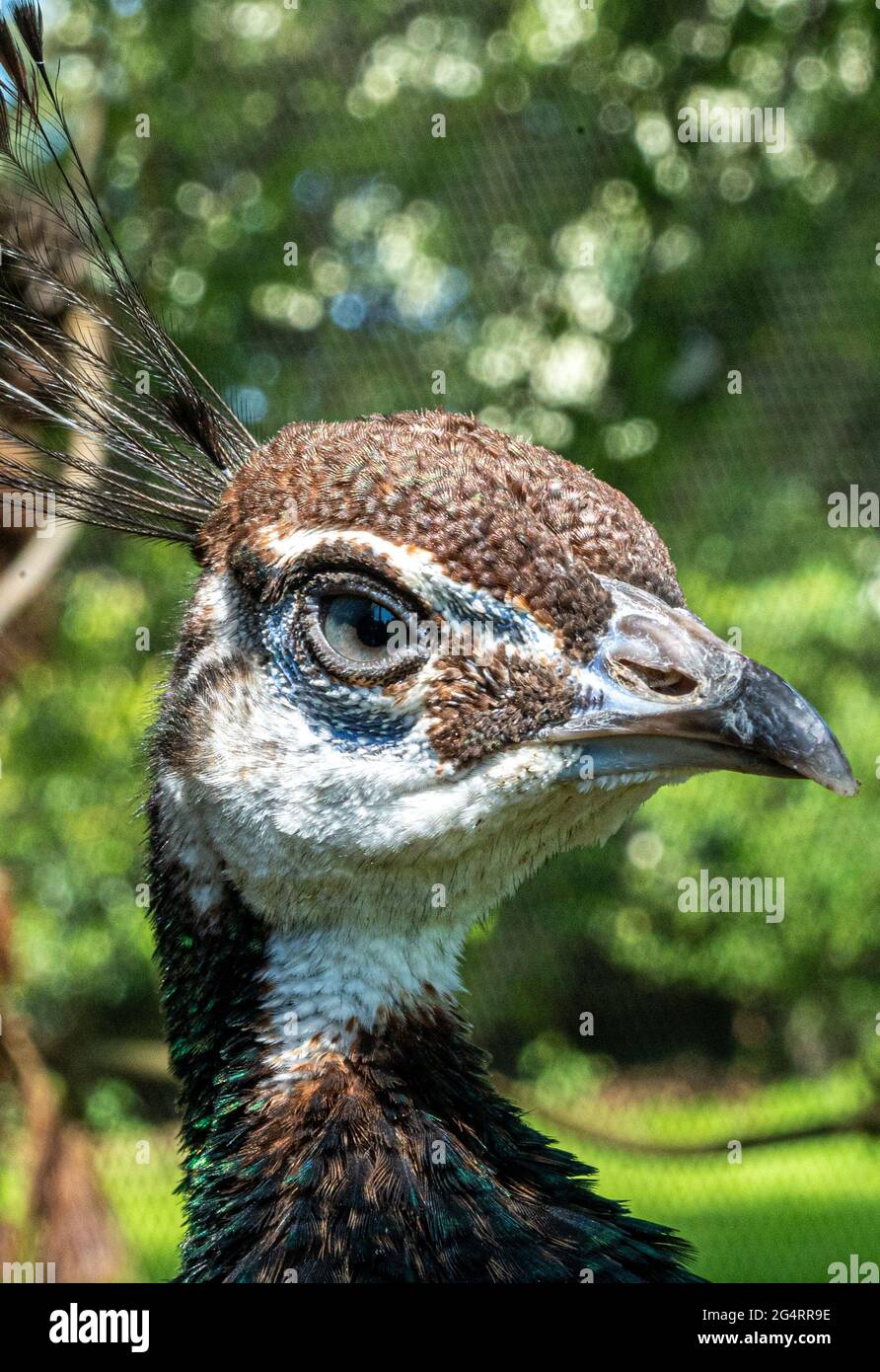 close up macro view of peacock peahen head and and neck showing eyes ...