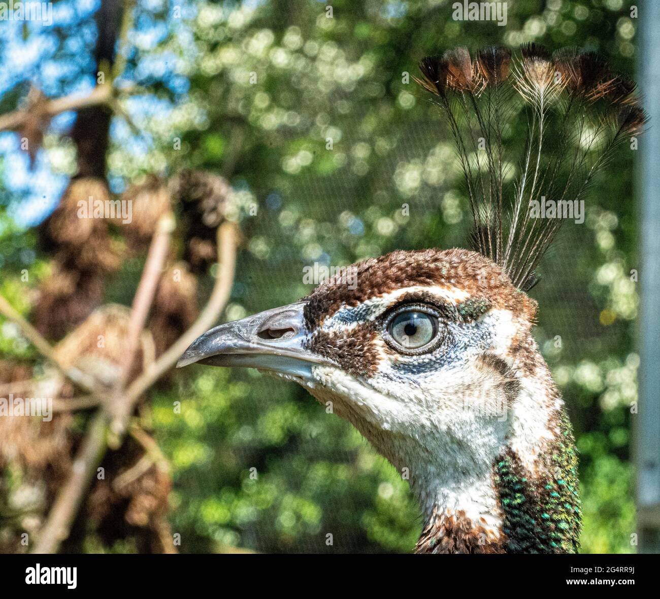 close up macro view of peacock peahen head and and neck showing eyes ...