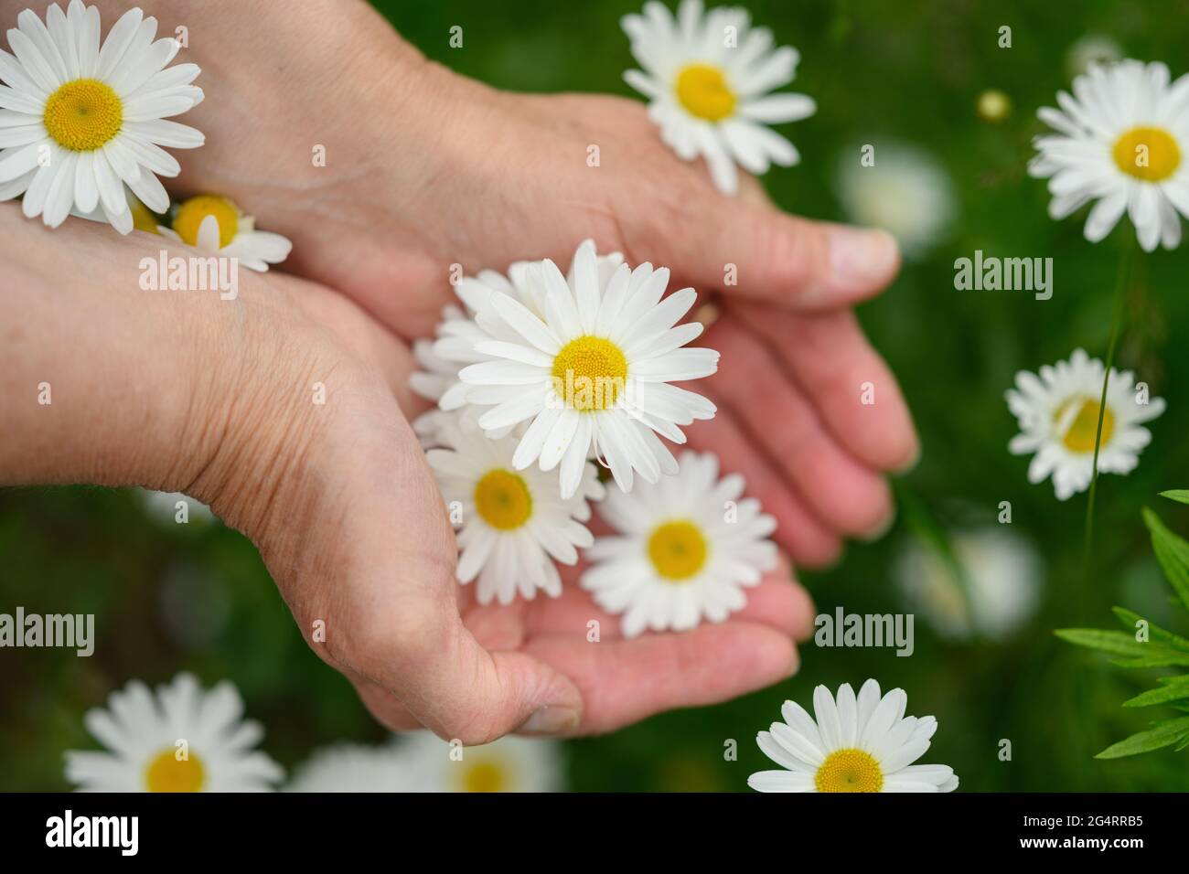 Camomile in the hands of aged women. Skin care concept Stock Photo - Alamy