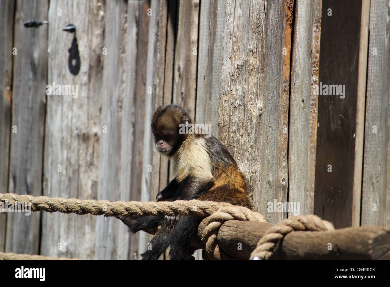 Closeup shot of a tufted capuchin or brown capuchin (Sapajus apella) on ...