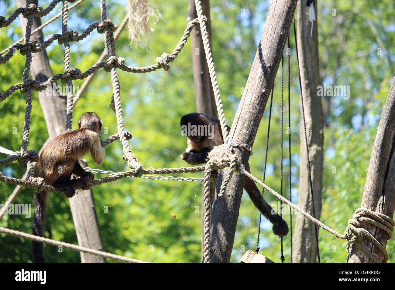 Closeup shot of tufted capuchins or brown capuchins (Sapajus apella) on ...
