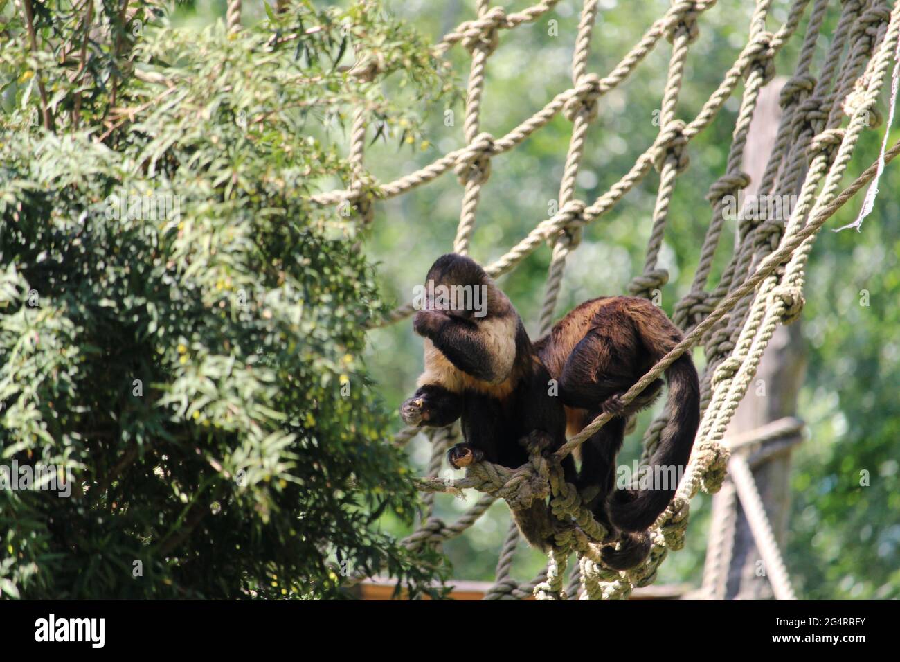 Closeup shot of tufted capuchins or brown capuchins (Sapajus apella) on ...