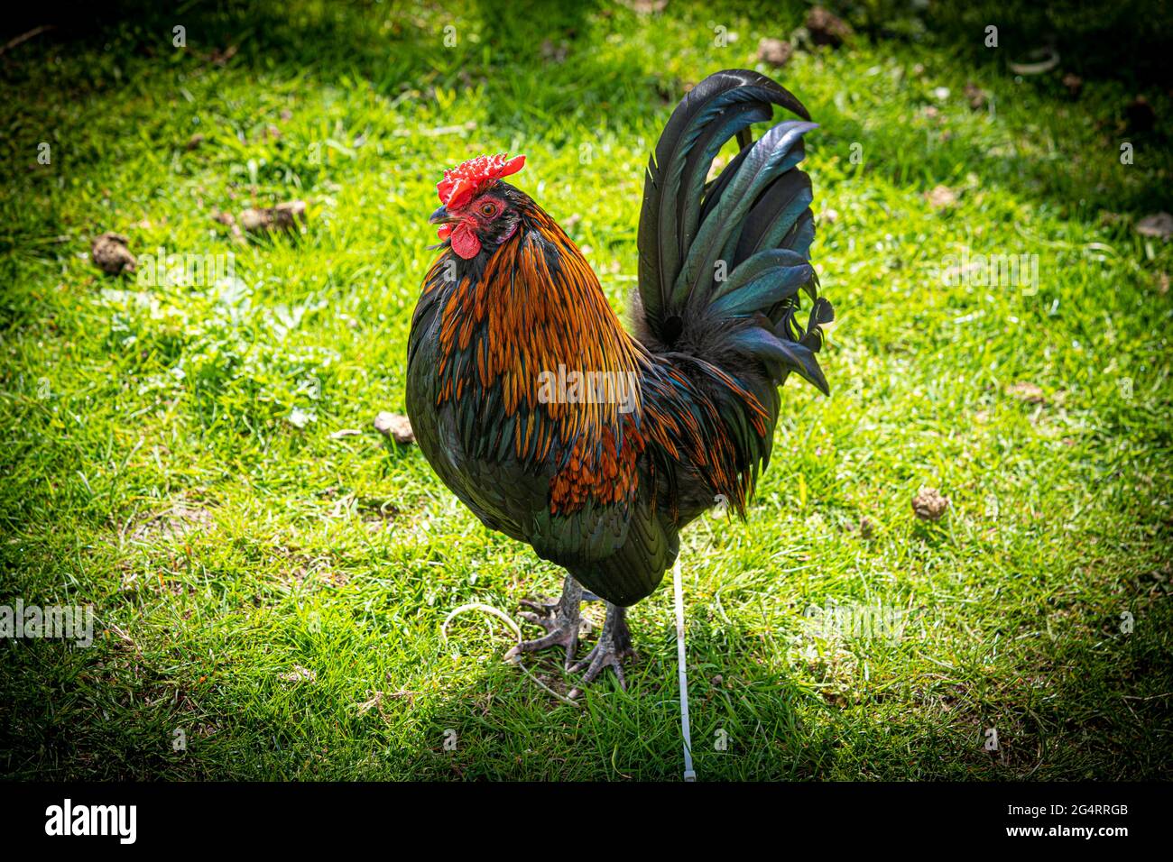 Chicken Cockerel Hens Low level Macro View of Birds showing Gold Black ...