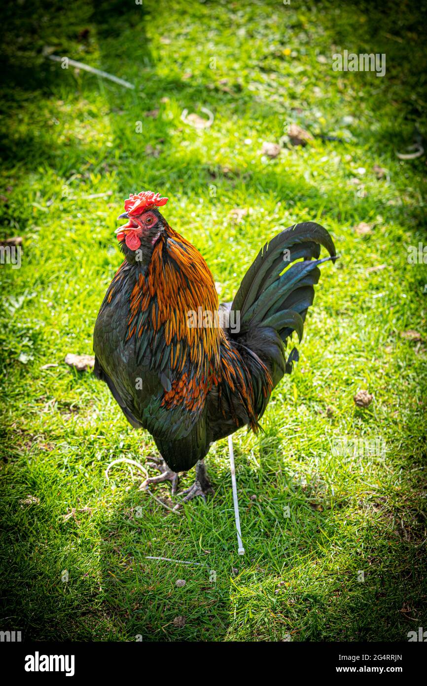 Chicken Cockerel Hens Low level Macro View of Birds showing Gold Black ...