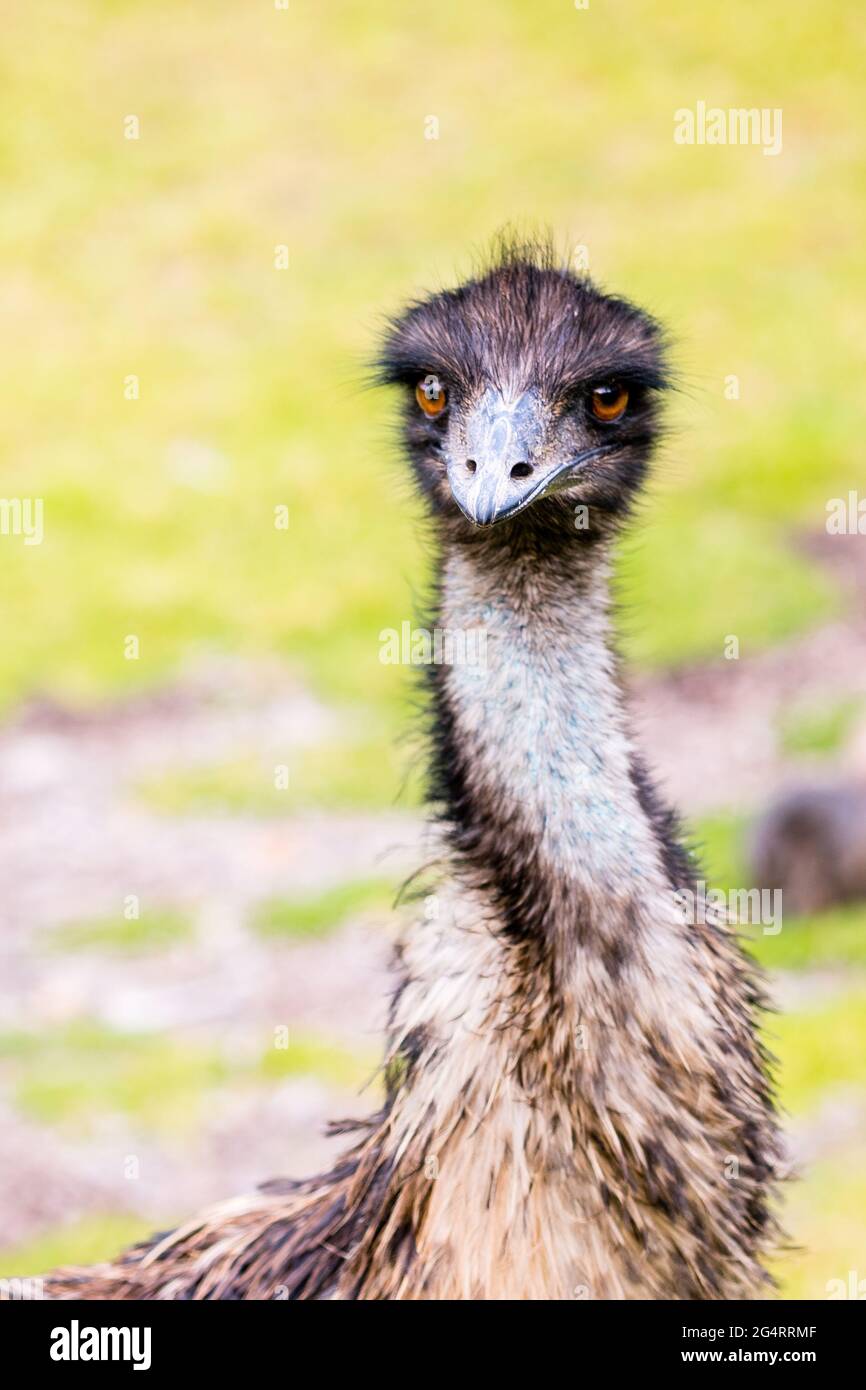 Loose and Shaggy Look of Emu Stock Photo - Alamy
