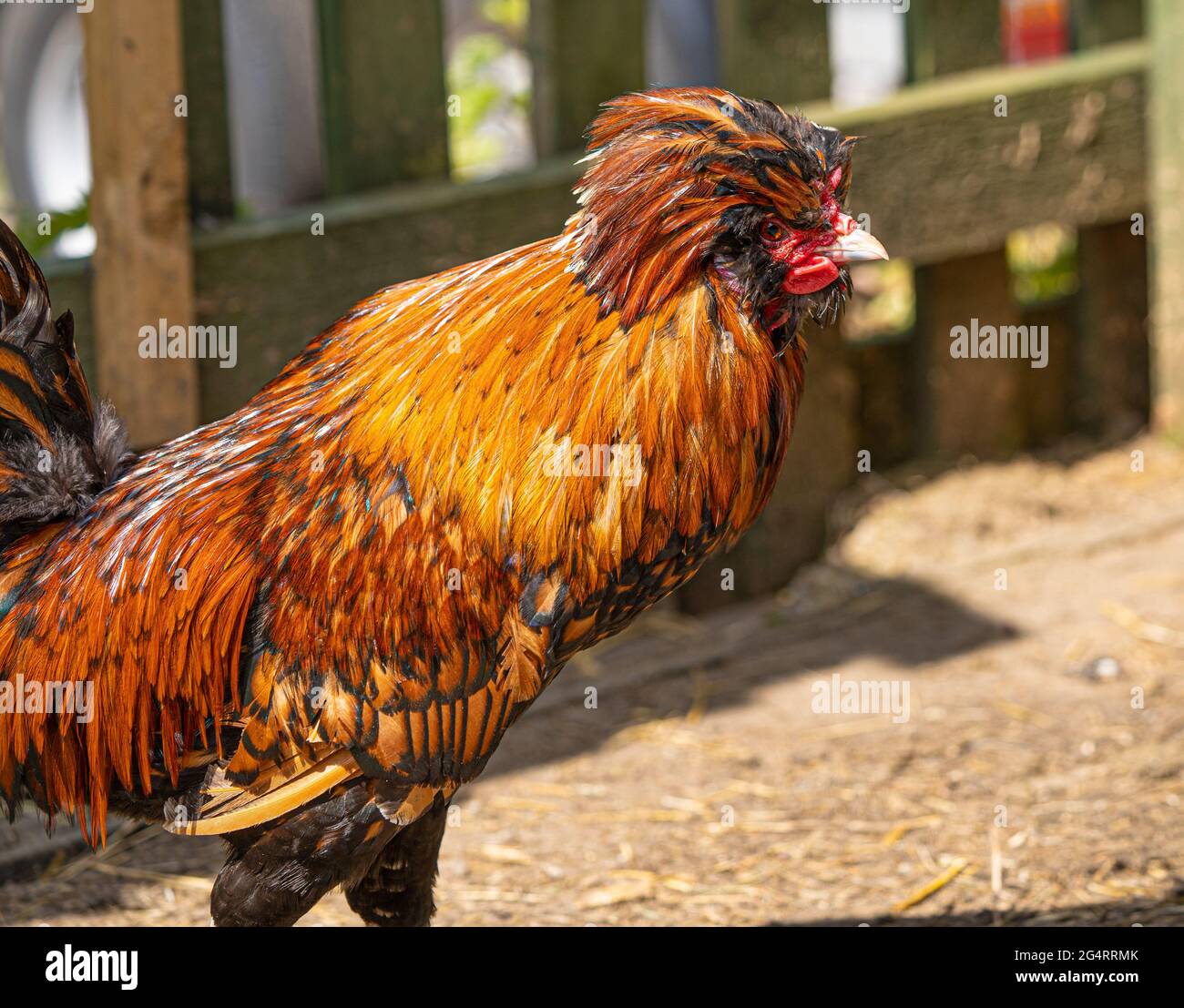 Chicken Cockerel Hens Low level Macro View of Birds showing Gold Black ...