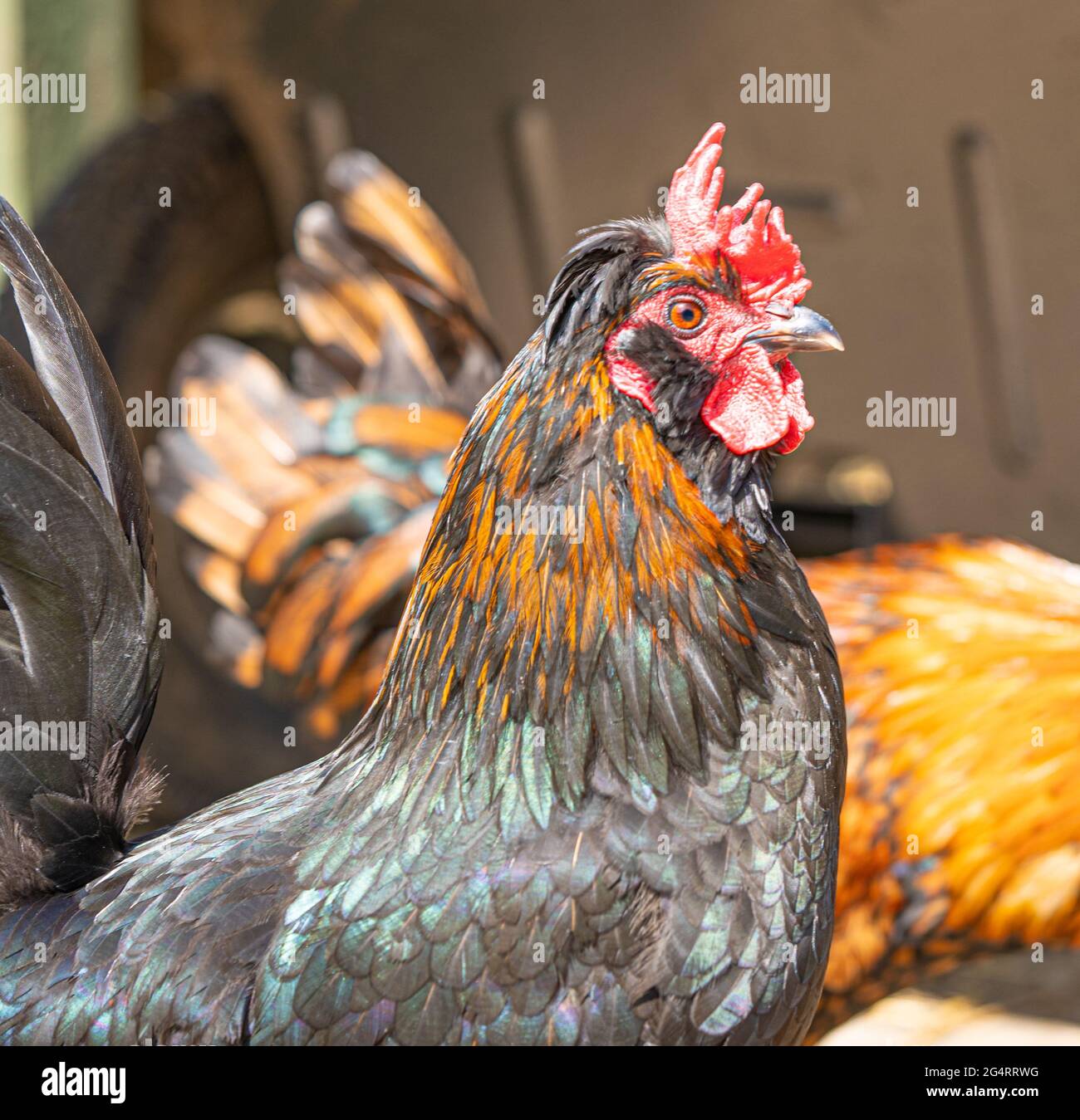 Cockeral fence hi-res stock photography and images - Alamy