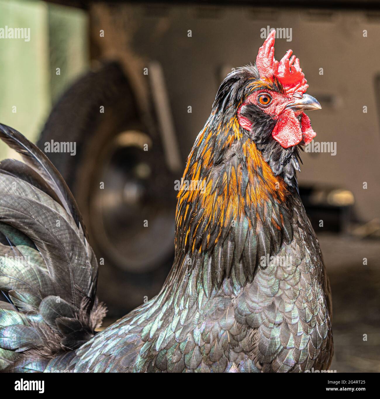 Chicken Cockerel Hens Low level Macro View of Birds showing Gold Black ...