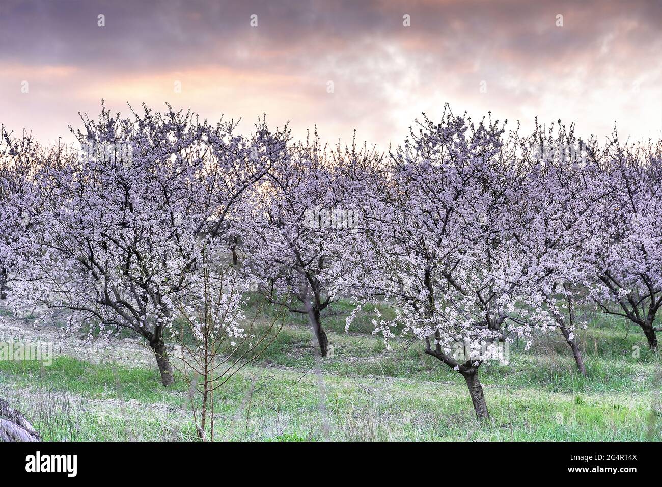 Beautiful blooming orchard at sunset. Natural backdrop for your design ...