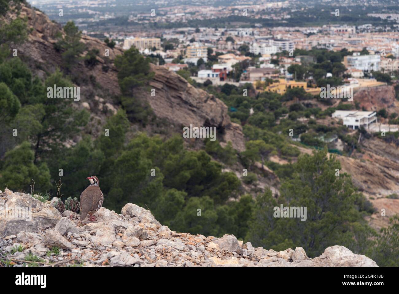 Helada animal hi-res stock photography and images - Alamy